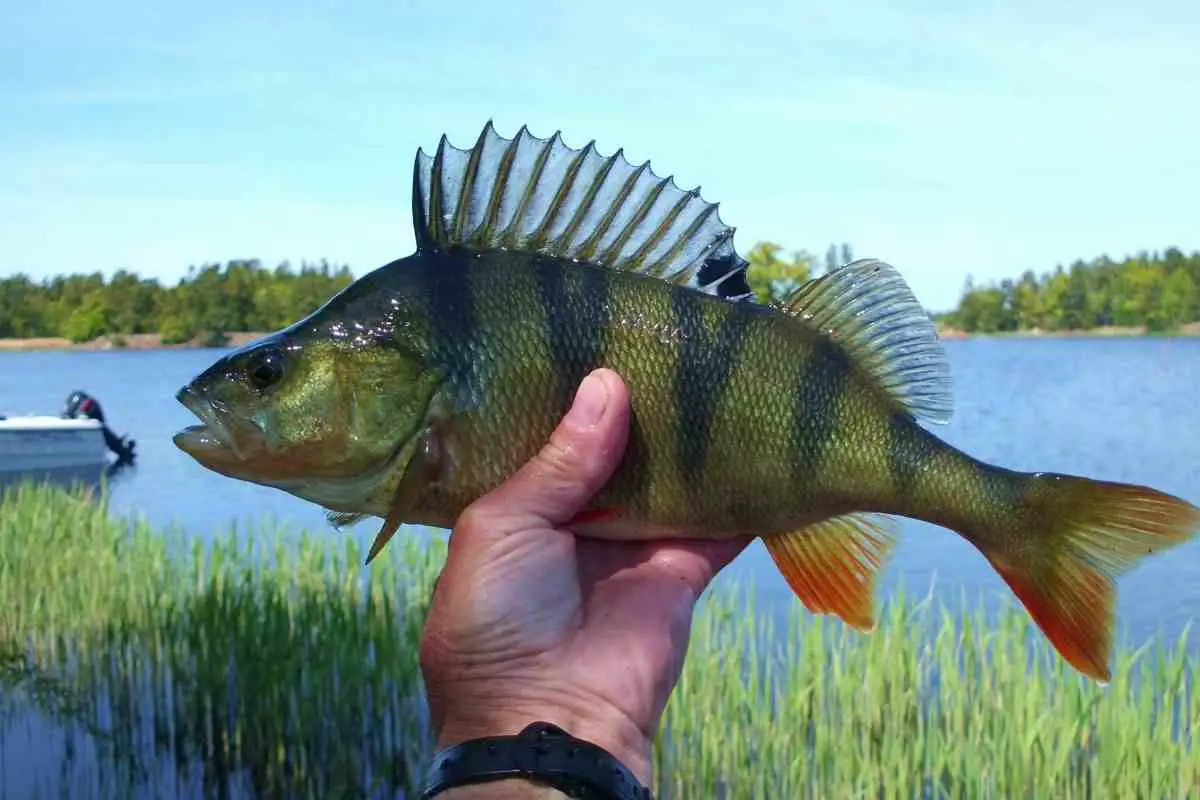 How To Set Up for Fishing Perch - FishFinder HQ
